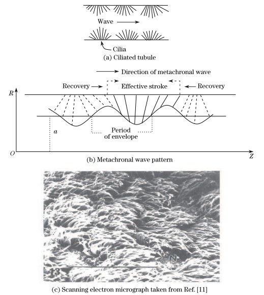 Rheological fluid motion in tube by metachronal waves of cilia