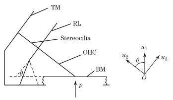 Mechanical model of organ of Corti