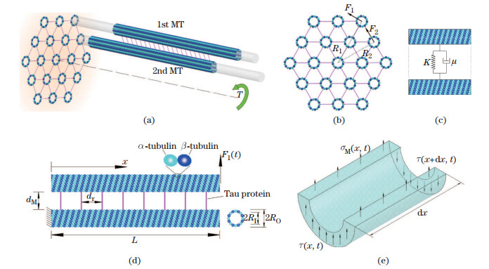 Mathematical modelling of axonal microtubule bundles under dynamic torsion