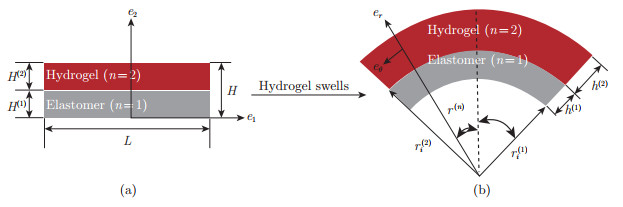 Transient swelling-induced finite bending of hydrogel-based bilayers: analytical and FEM approaches