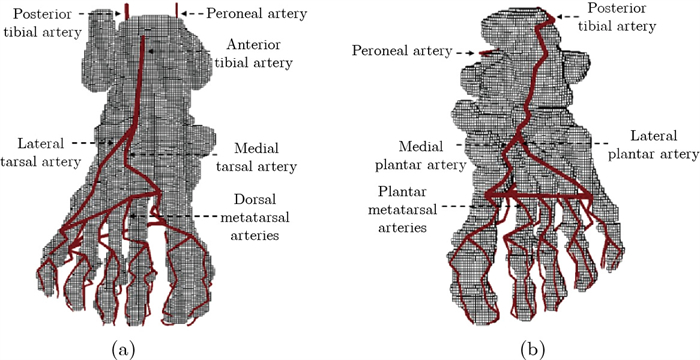 Thermogram-based estimation of foot arterial blood flow using neural ...