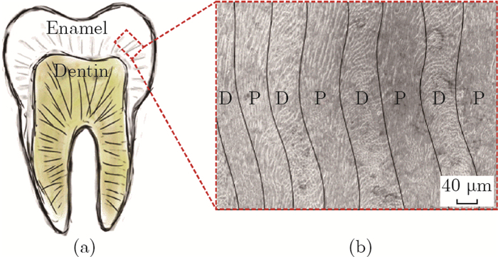 On fracture behavior of inner enamel: a numerical study