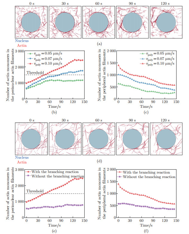 Dynamics of perinuclear actin ring regulating nuclear morphology
