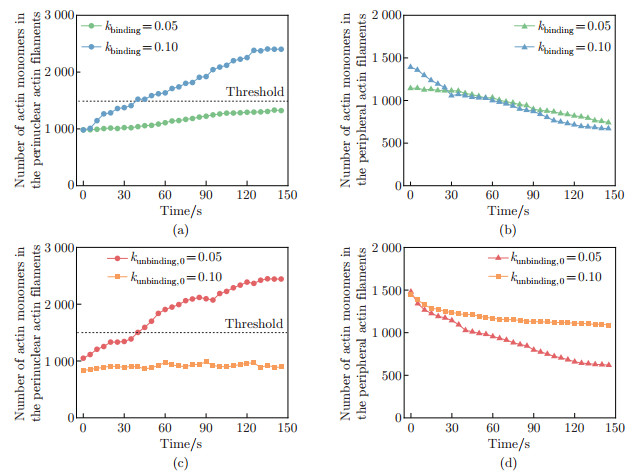 Dynamics of perinuclear actin ring regulating nuclear morphology