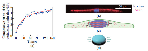 Dynamics of perinuclear actin ring regulating nuclear morphology