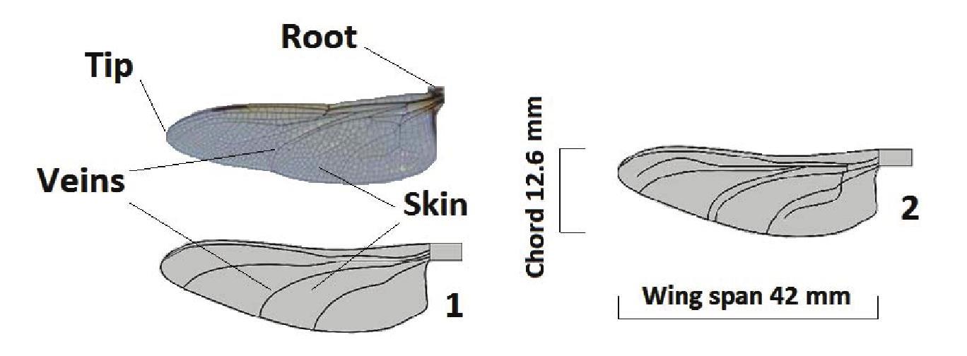 Biomimicking and evaluation of dragonfly wing morphology with ...