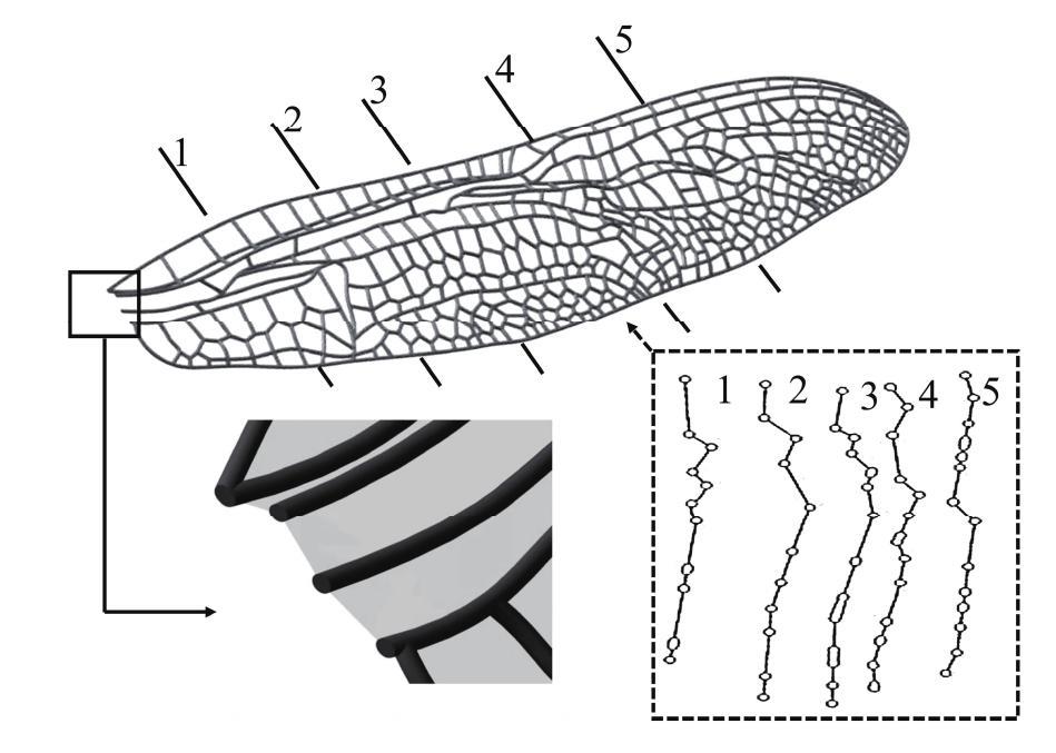Aerodynamic performance of the flexibility of corrugated dragonfly ...