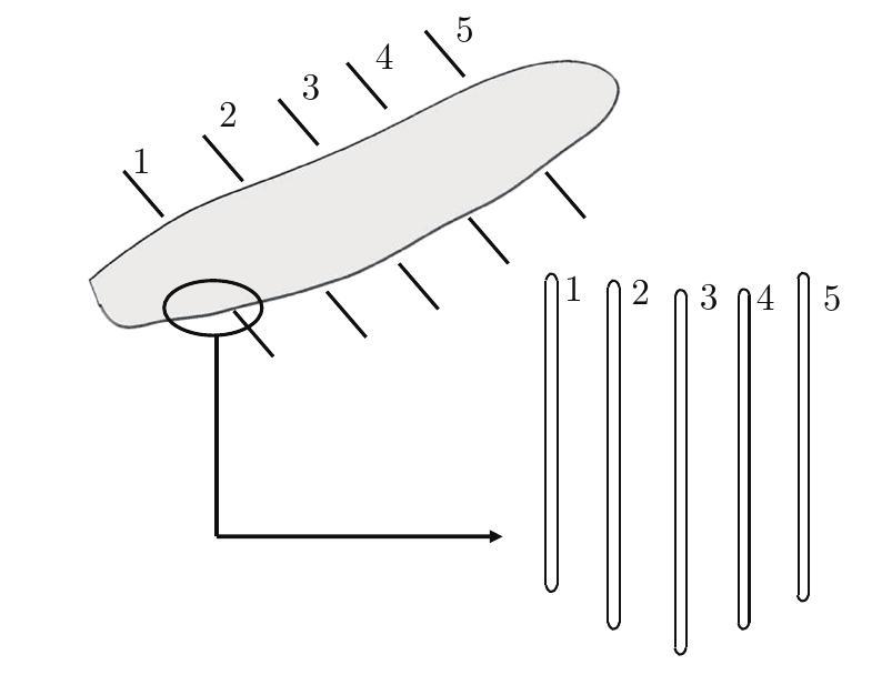 Aerodynamic performance of the flexibility of corrugated dragonfly ...