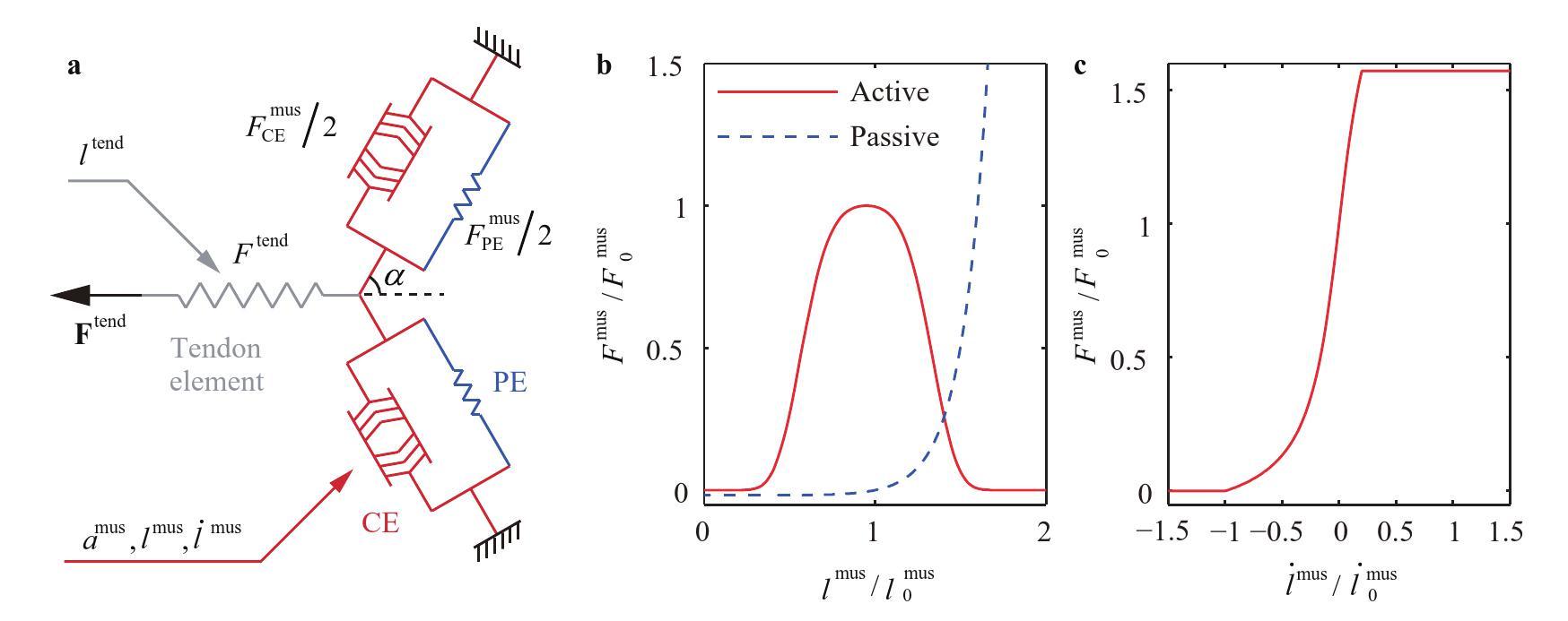 A forward-inverse dynamics modeling framework for human musculoskeletal ...