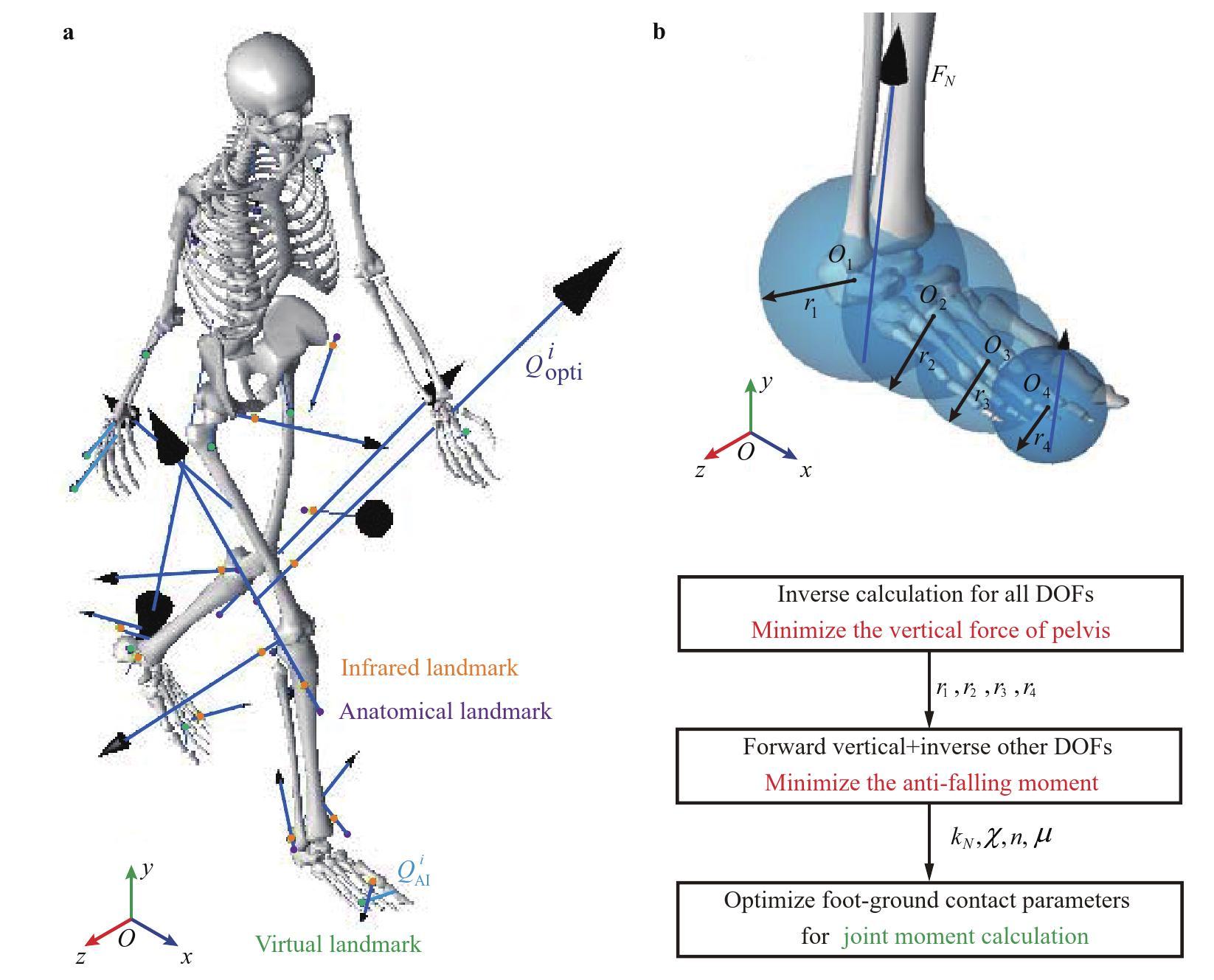 A forward-inverse dynamics modeling framework for human musculoskeletal ...