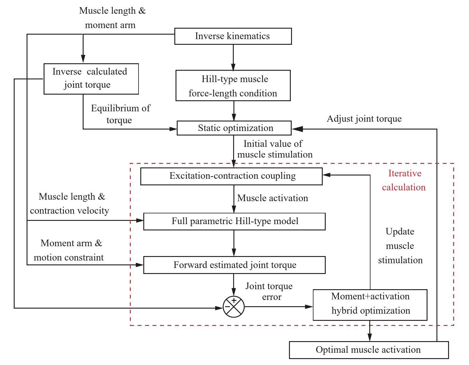 A forward-inverse dynamics modeling framework for human musculoskeletal ...