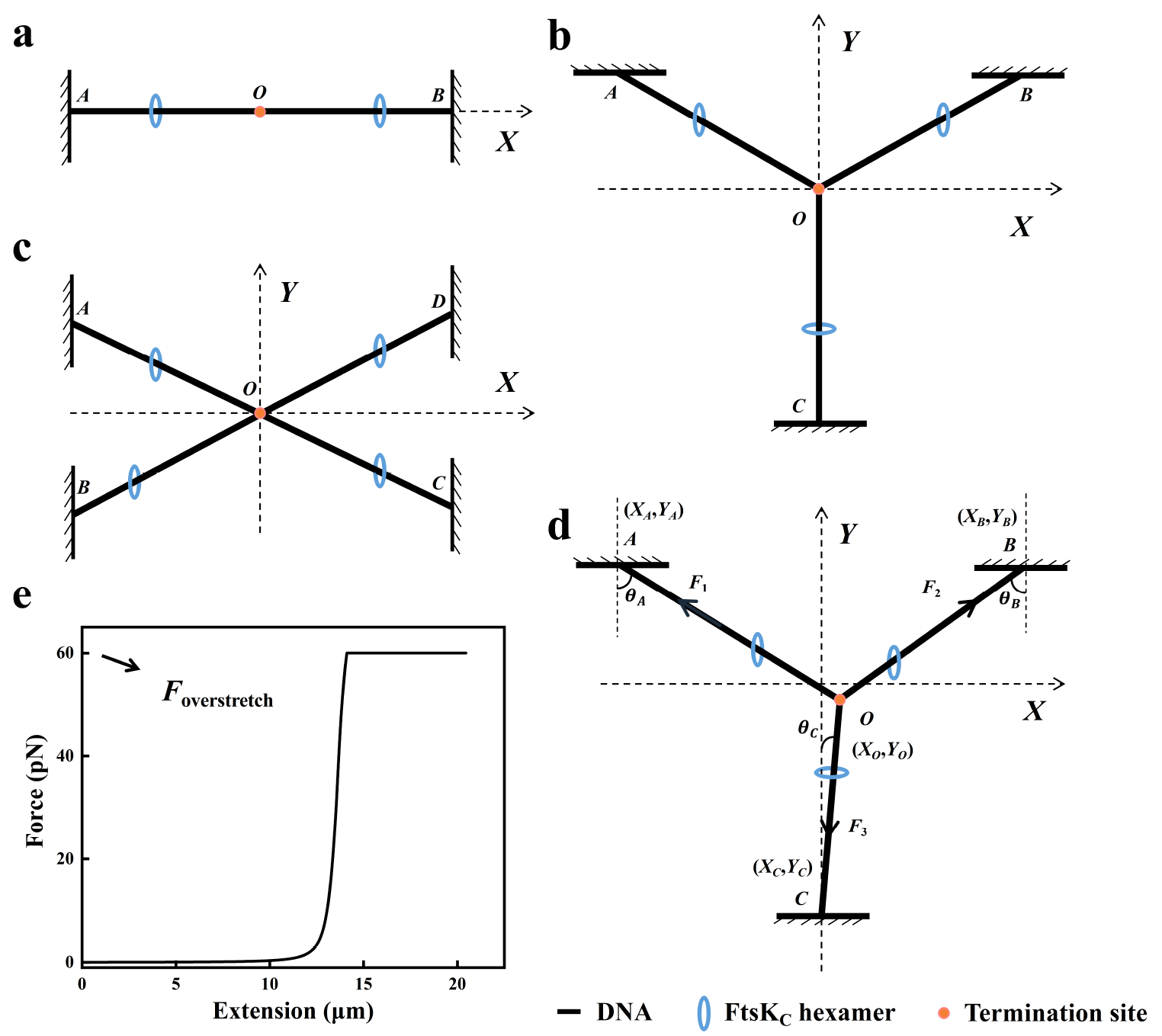 Coordinated motion of molecular motors on DNA chains with branch topology