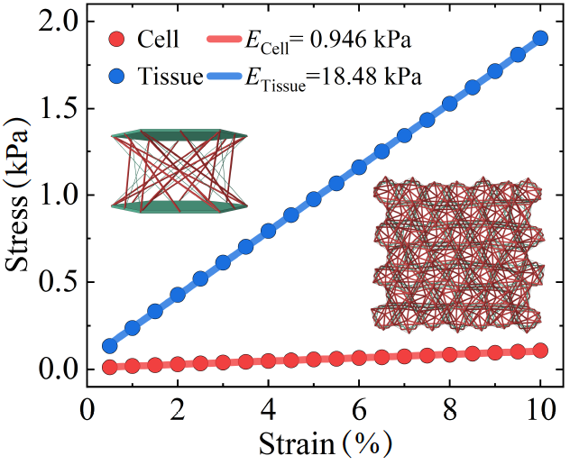 Static and dynamic mechanics of cell monolayers: A multi-scale ...