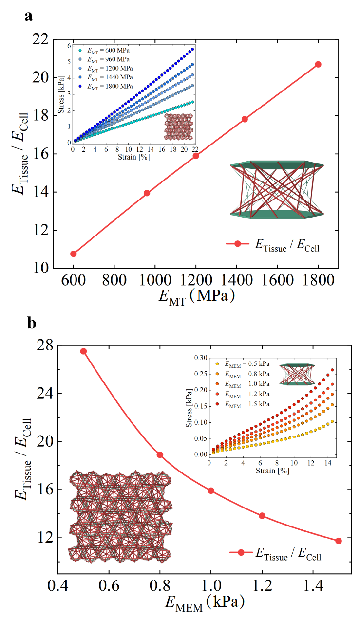 Static and dynamic mechanics of cell monolayers: A multi-scale ...