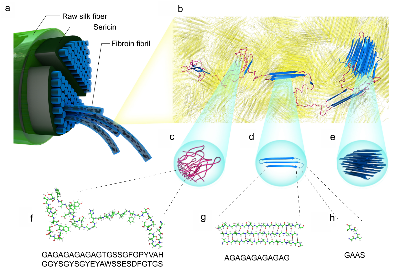 An atomistic model of silk protein network for studying the effect of ...