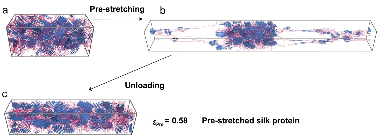 An atomistic model of silk protein network for studying the effect of ...
