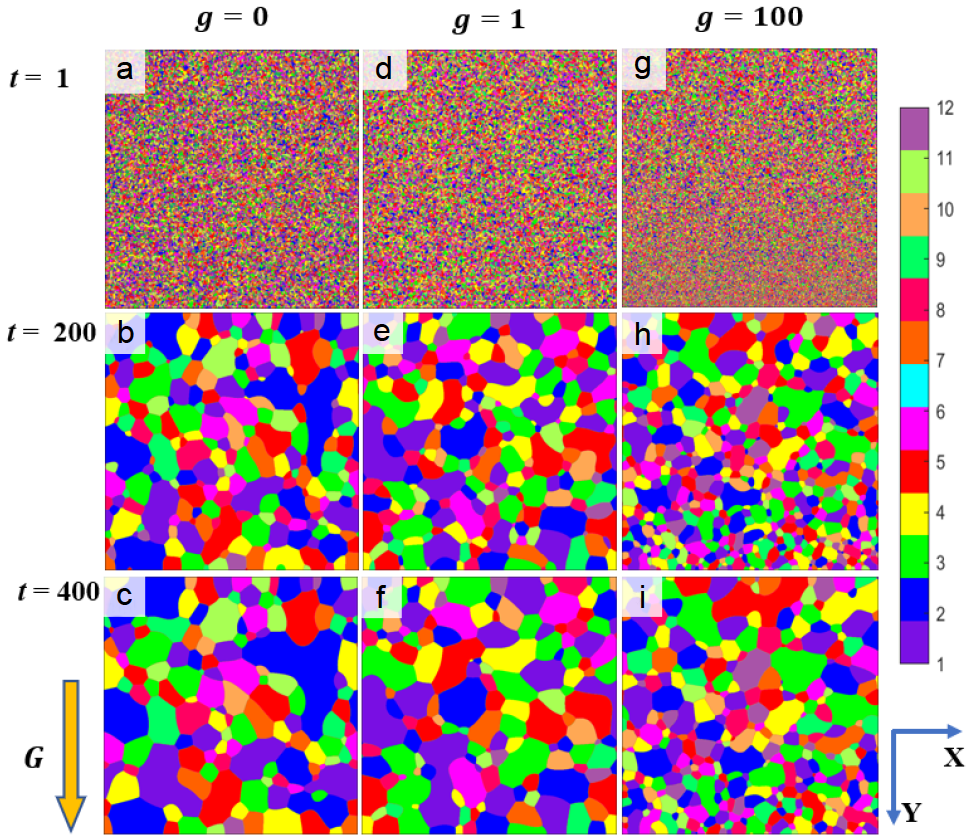 Phase field simulation of solidification under supergravity