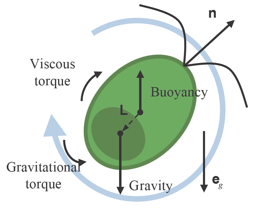 A review on gyrotactic swimmers in turbulent flows