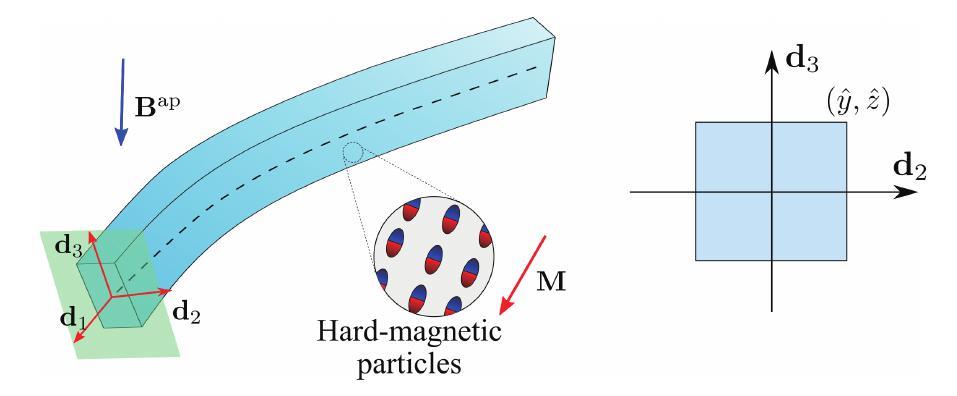 A 3D hard-magnetic rod model based on co-rotational formulations