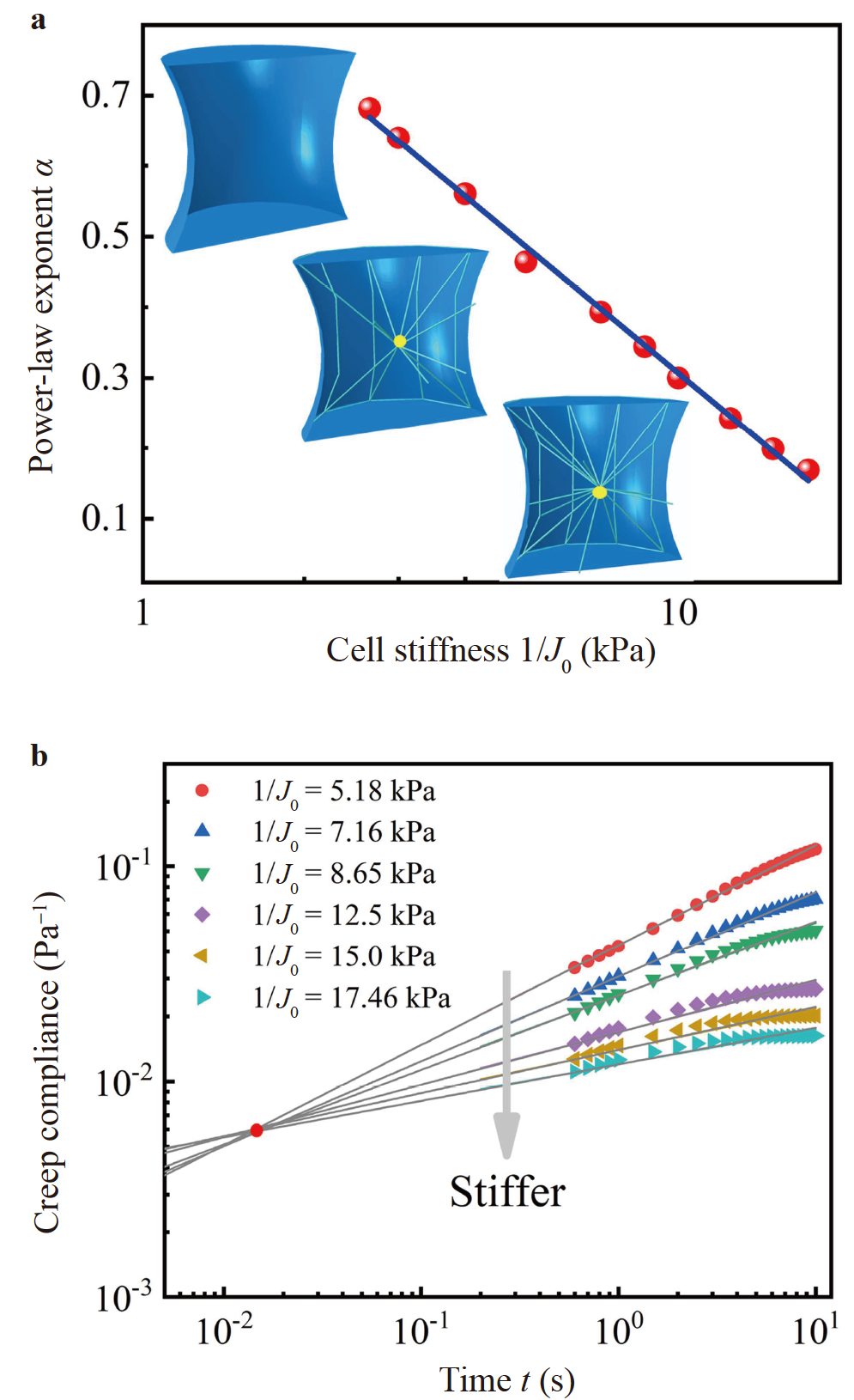 A structure-based cellular model reveals power-law rheology and ...