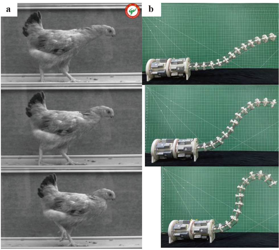 A class of bionic hyper-redundant robots mimicking the bird’s neck
