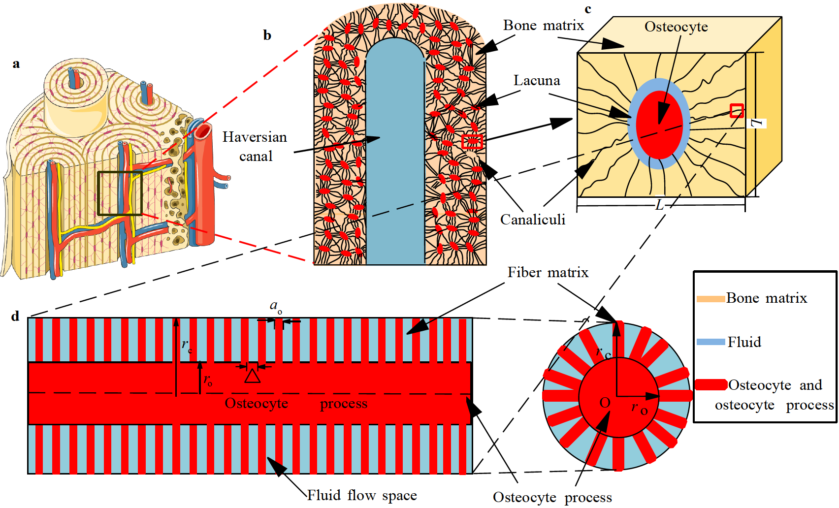 Effects of osteocyte orientation on loading-induced interstitial fluid ...