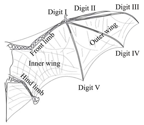 Aerodynamic analysis of bionic cylindrical rib-supporting wings in plunging and flapping motions