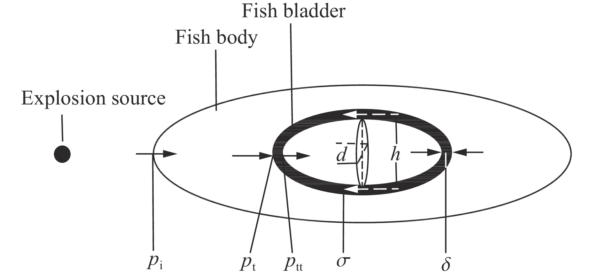 水下爆破冲击波作用下典型鱼类临界安全波压模型研究