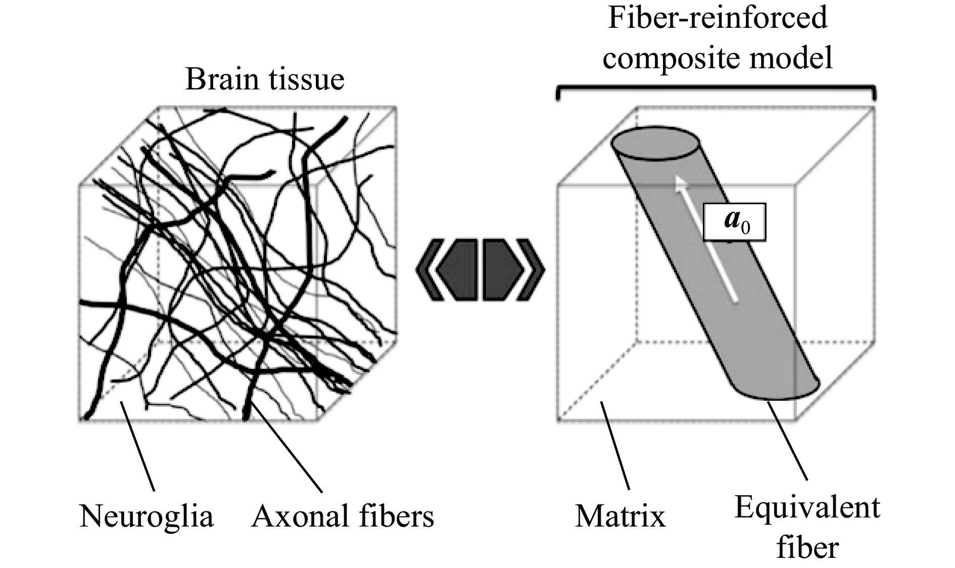 颅脑爆炸伤数值模拟研究进展：建模、力学机制及防护