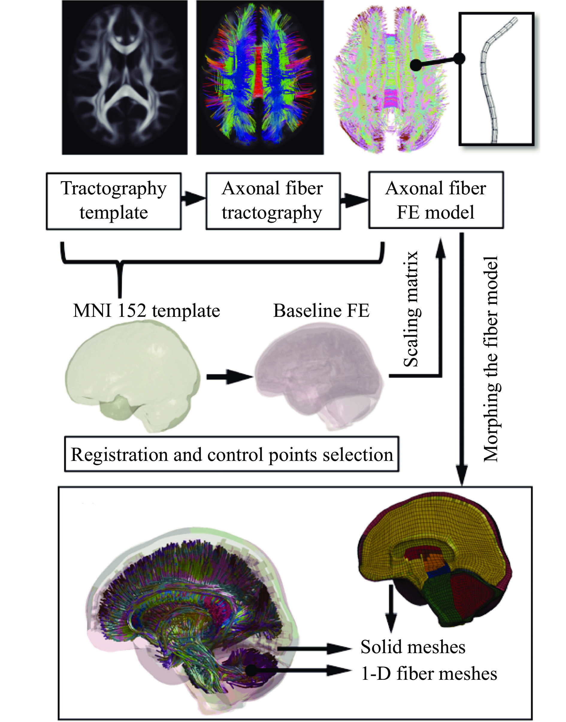 颅脑爆炸伤数值模拟研究进展：建模、力学机制及防护