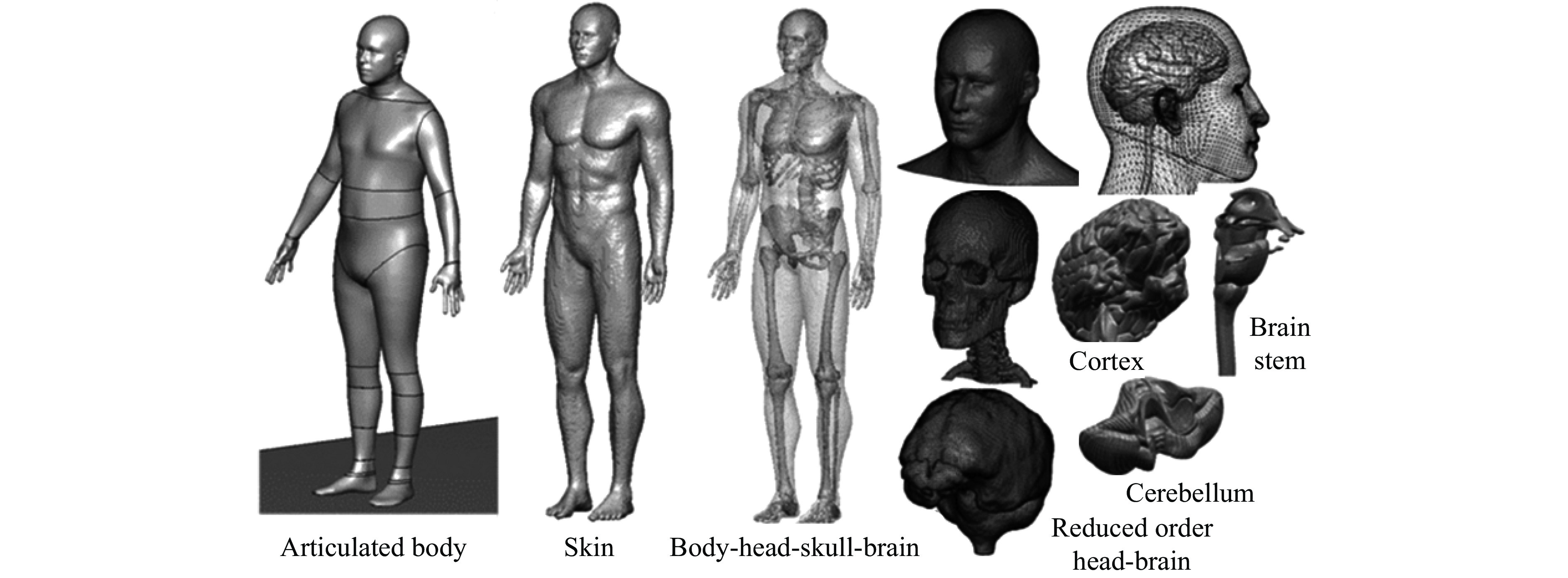 颅脑爆炸伤数值模拟研究进展：建模、力学机制及防护