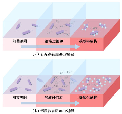 砂颗粒矿物成分对MICP过程的影响及机理