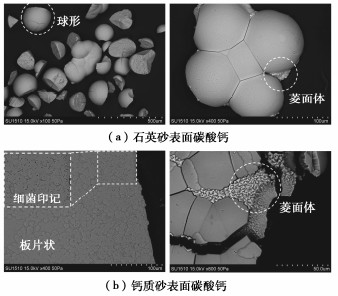 砂颗粒矿物成分对MICP过程的影响及机理