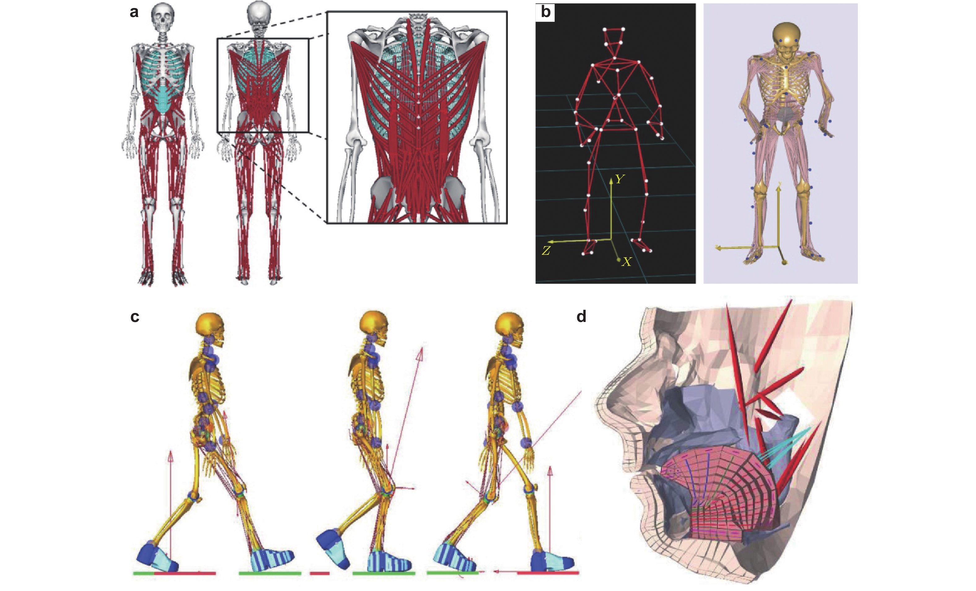 人体肌骨的多柔体系统动力学研究进展