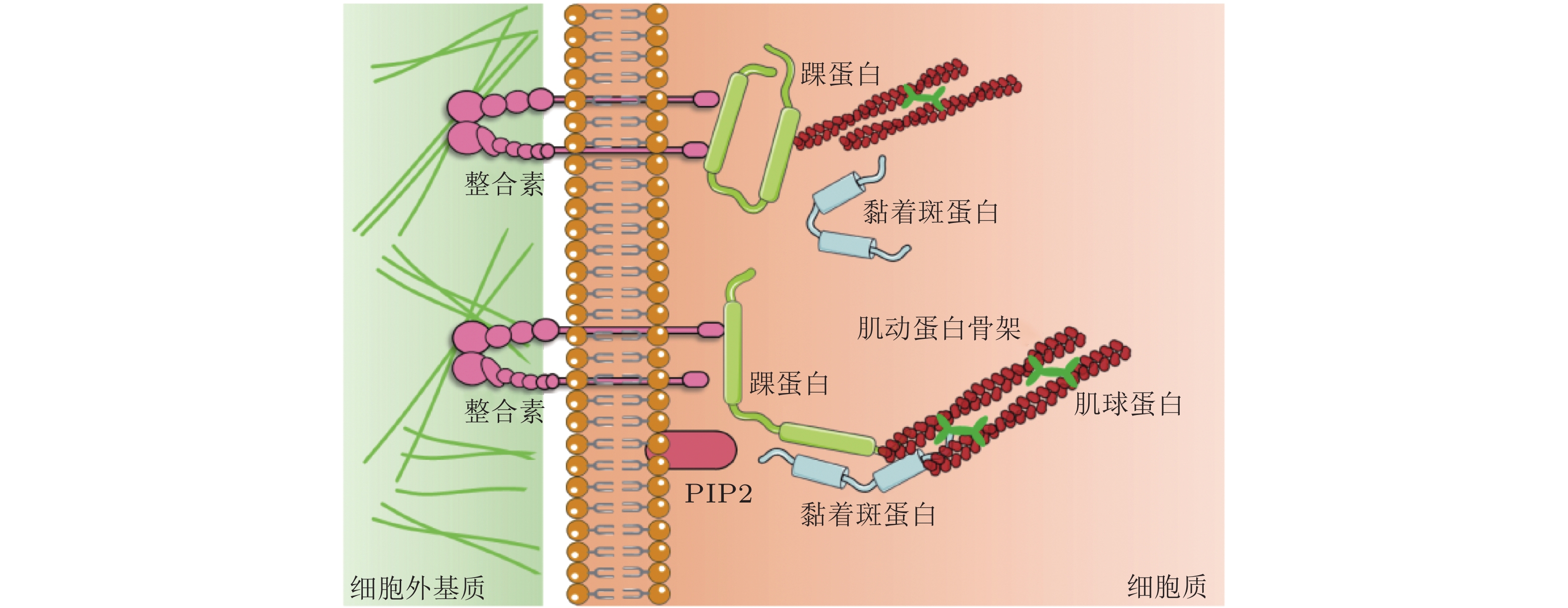 力敏感受体介导细胞功能调控的力学生物学研究