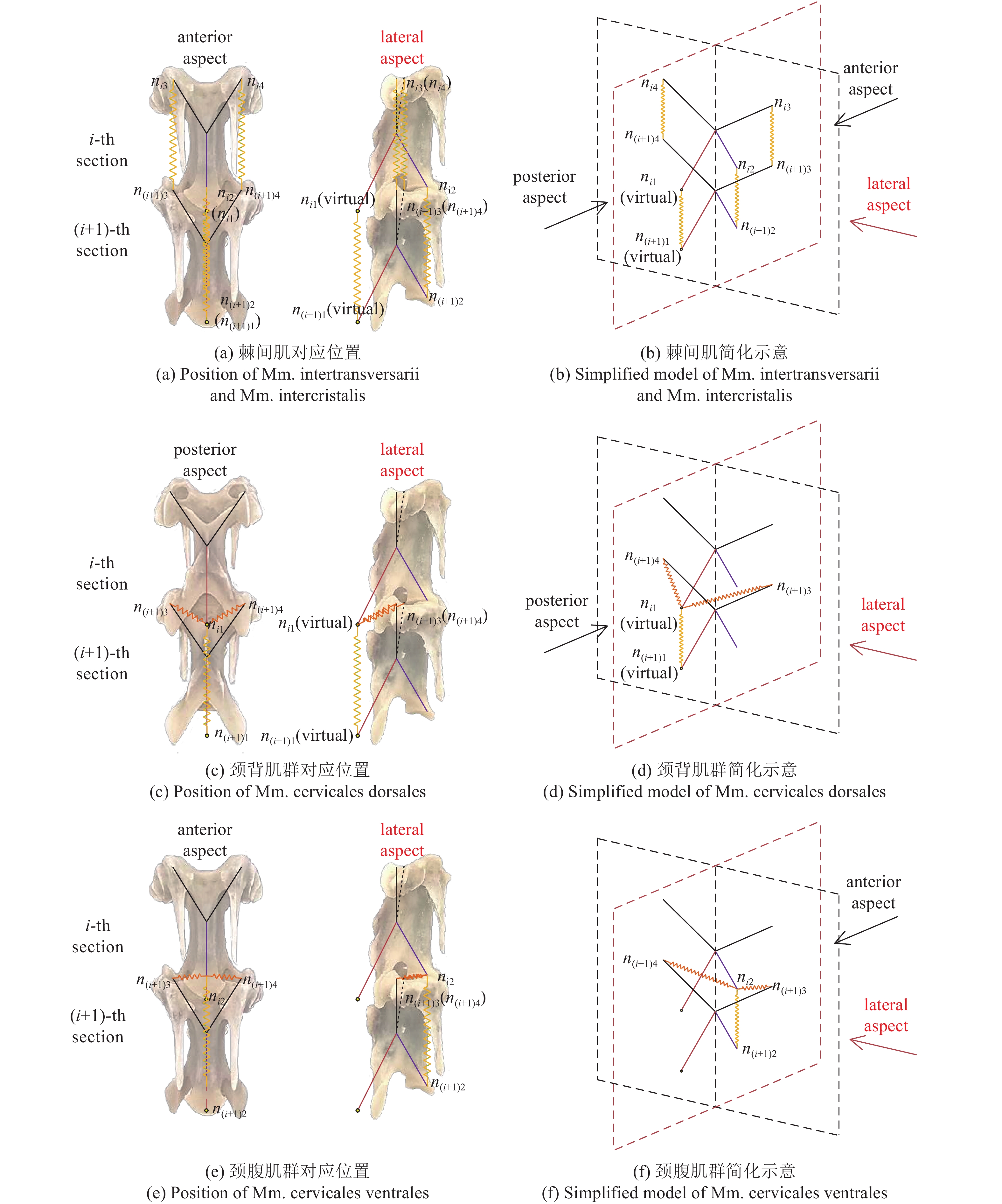 BIONIC MECHANISM AND LARGE-DEFORMATION MODELING OF RIGID-FLEXIBLE ...