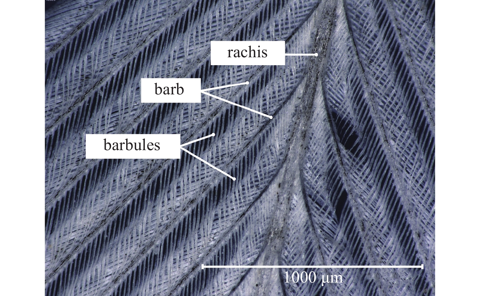 鸟类羽毛在气流中变形的力学特性研究