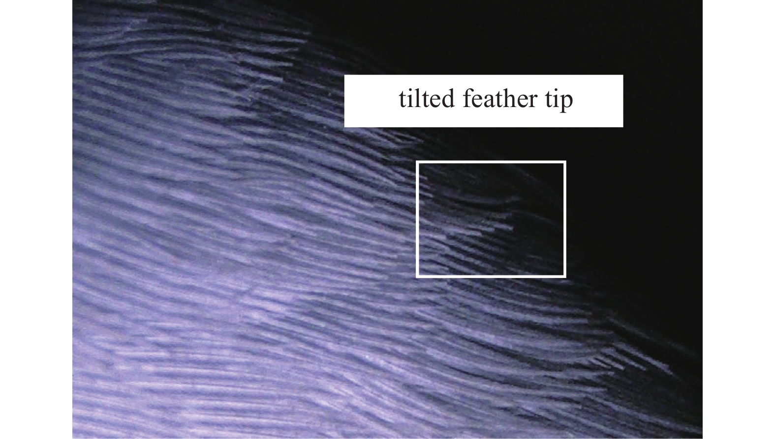 MECHANICAL CHARACTERISTICS OF THE DEFORMATION OF BIRD FEATHERS IN AIRFLOW
