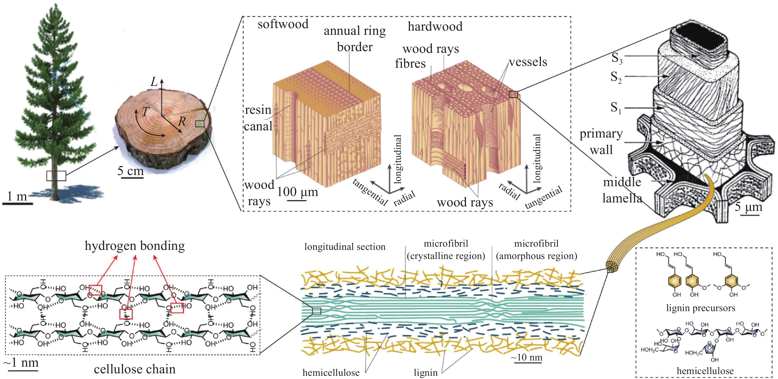 木基材料自上而下多尺度结构设计研究进展