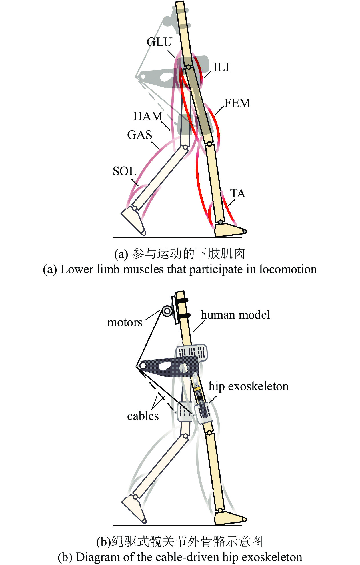 DYNAMIC ANALYSIS OF HORIZONTAL AND UPHILL WALKING BASED ON THE NEURO ...