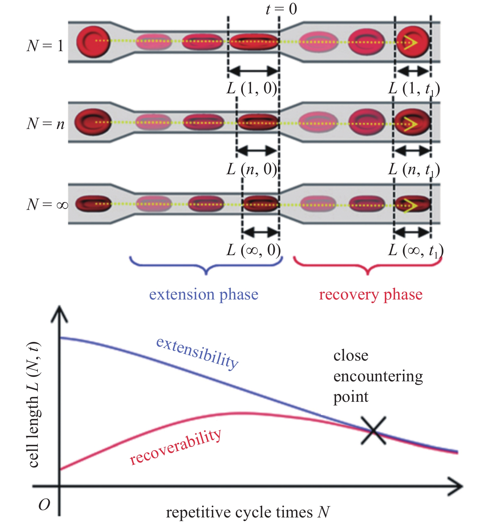 ADVANCES IN RHEOLOGICAL BEHAVIOR OF BLOOD CELLS AND STEM CELLS USING ...