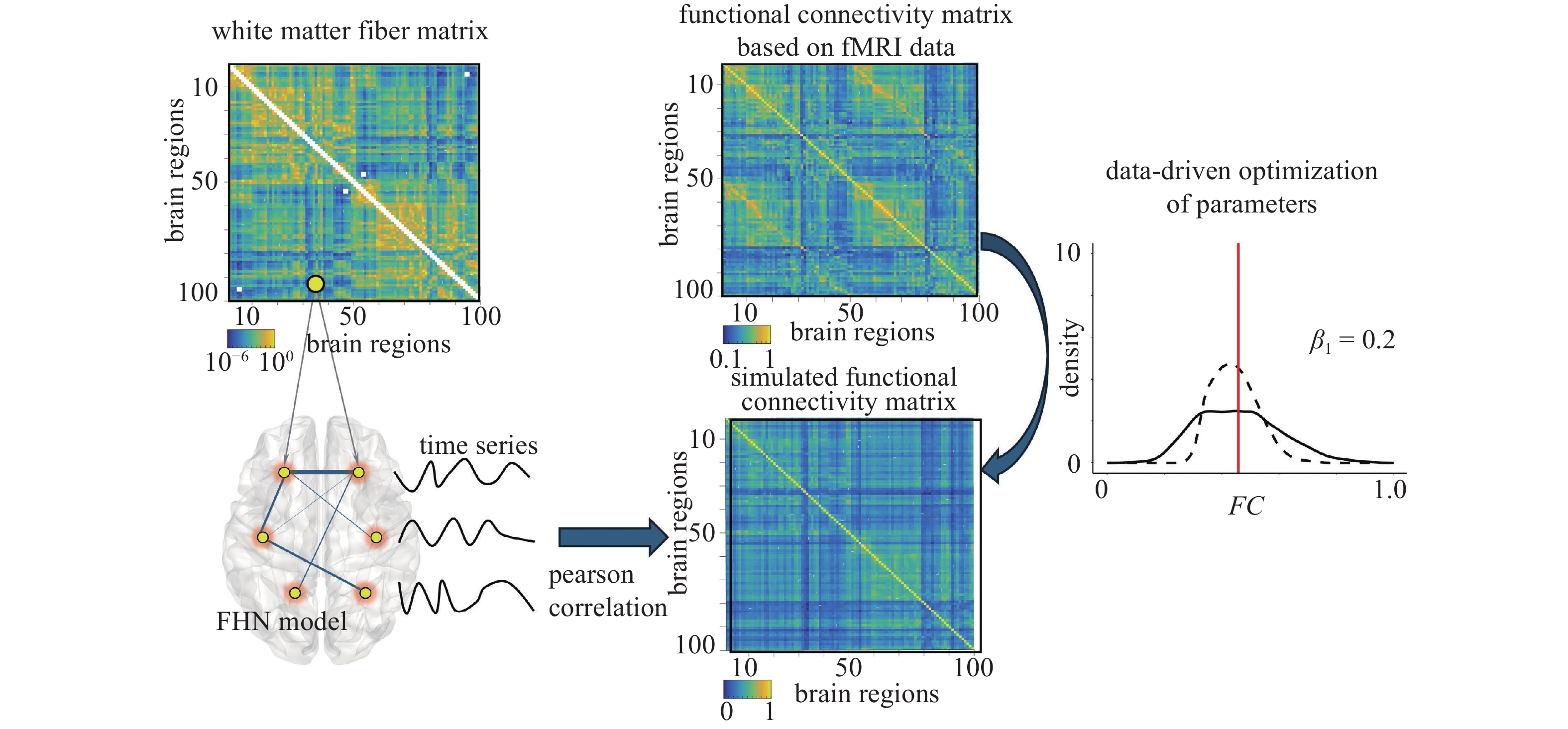 STIFFNESS AND DAMPING FEATURES OF BRAIN COMPLEX NETWORKS