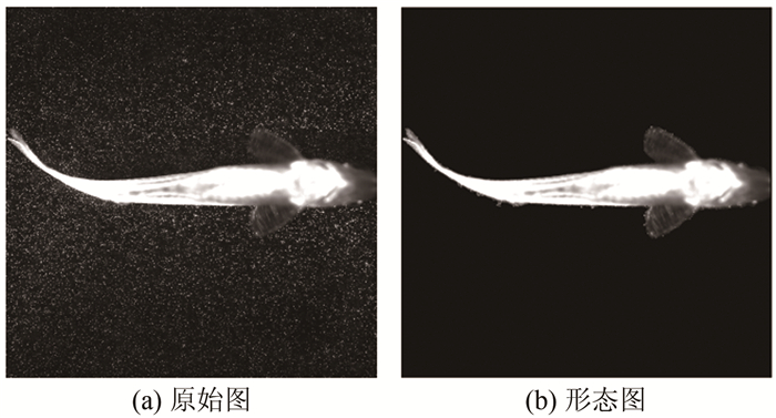 鱼游动涡结构PIV实验研究