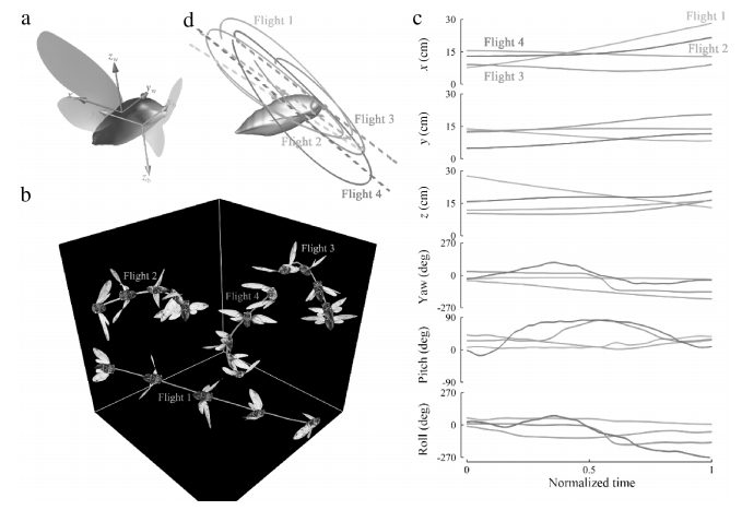Cicada( Tibicen linnei ) steers by force vectoring