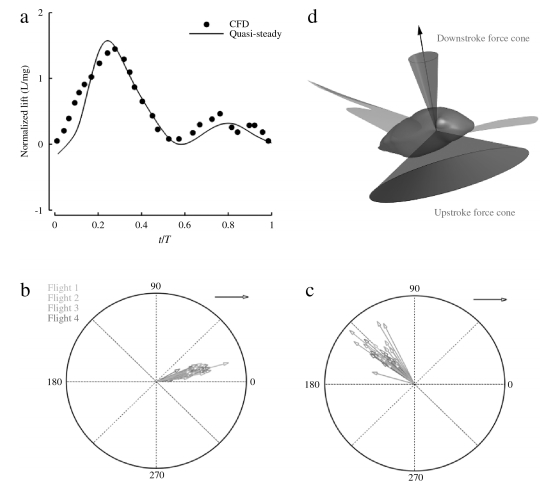 Cicada( Tibicen linnei ) steers by force vectoring