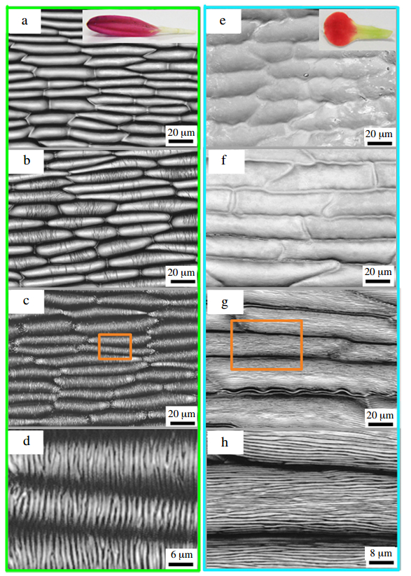 Anisotropic cell growth-regulated surface micropatterns in flower petals