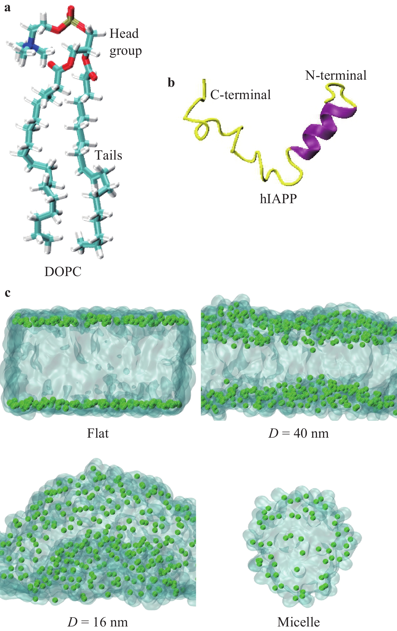 Interactions of human islet amyloid polypeptide with lipid structure of ...