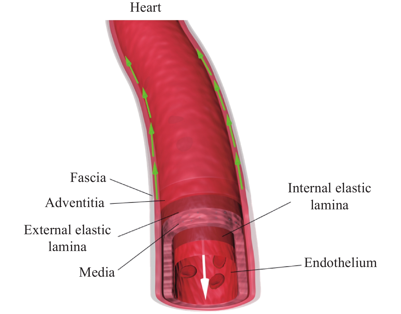 Fundamental kinematics laws of interstitial fluid flows on vascular walls