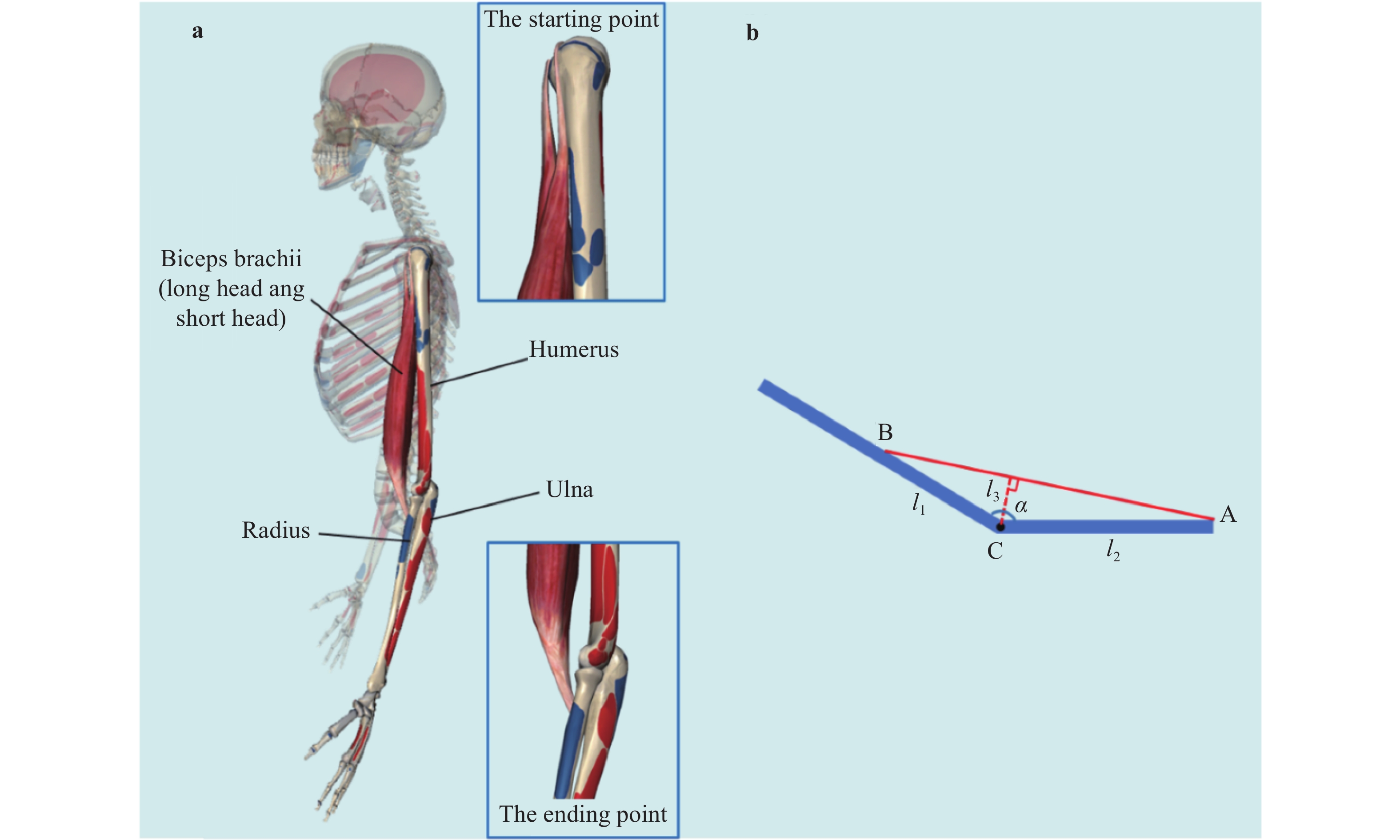 Optimization of the forearm angle for arm wrestling using multi-camera ...